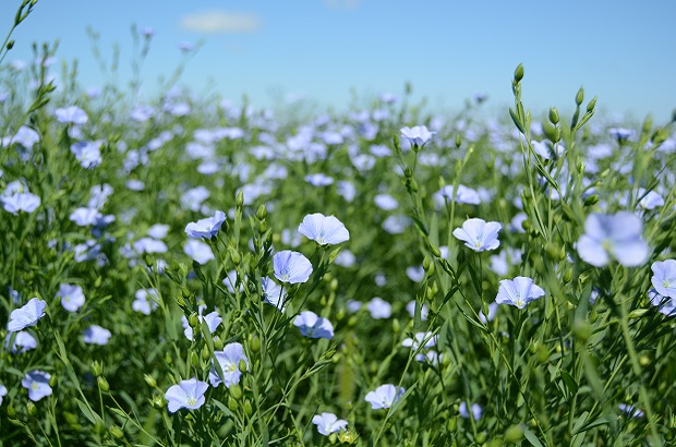 Saskatchewan Flax Development Commission - View Photos